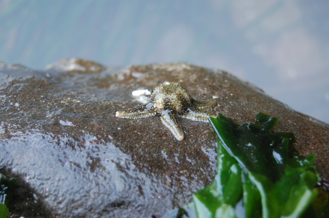 Leptasterias brooding at Pillar Point. Photo taken by Richard Coleman ...
